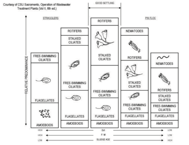 What are those "bugs" in the activated sludge?!
