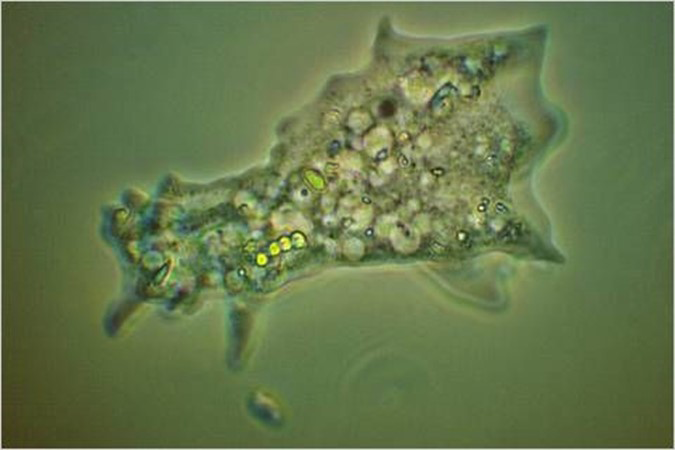 What are those "bugs" in the activated sludge?!